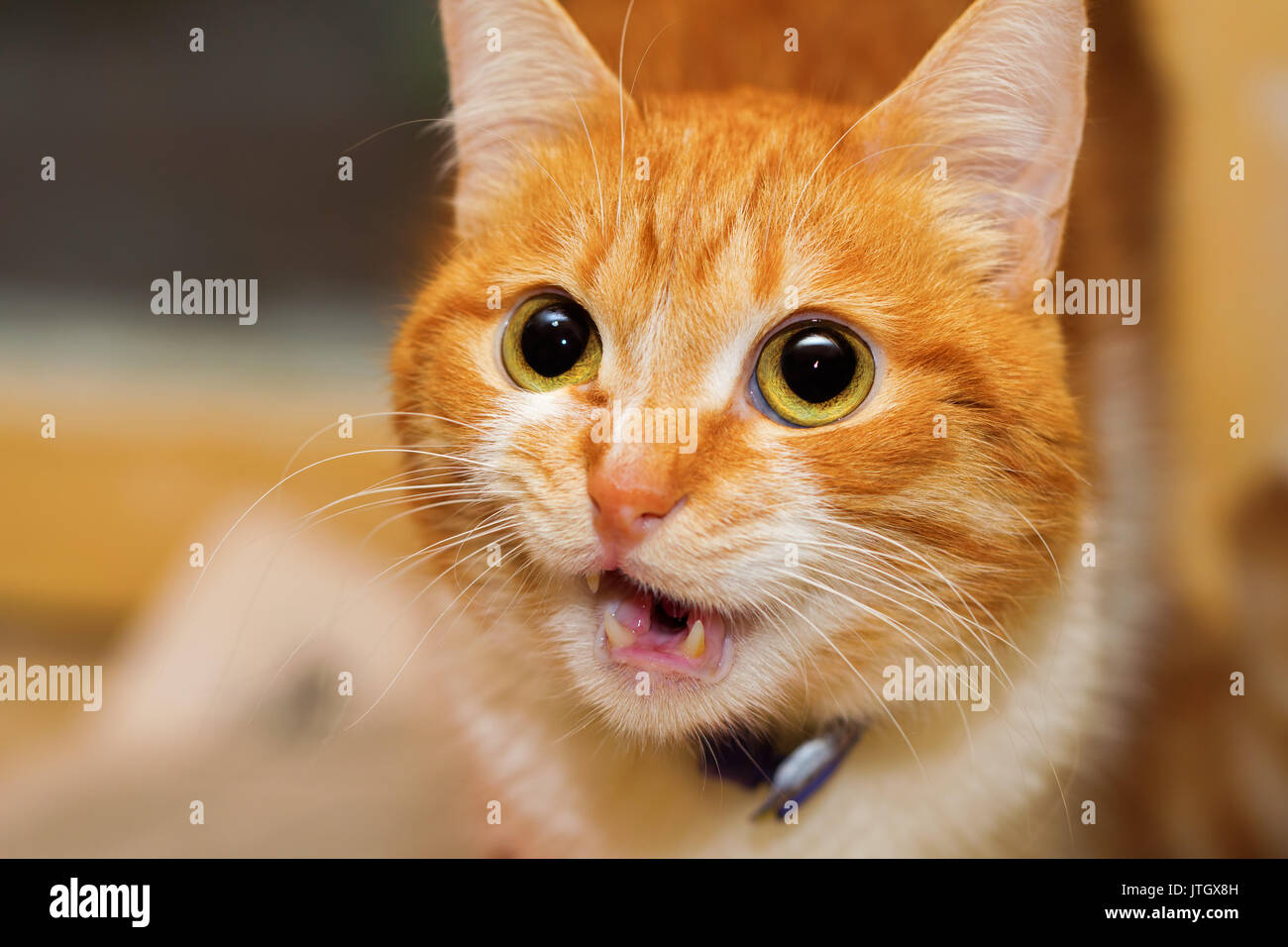 Talking red cat closeup portrait. The cat is serious and his expression ...