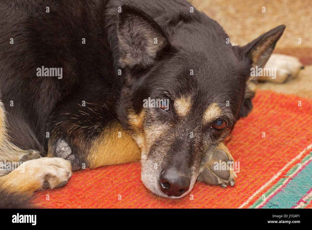 Sad gaze of a sheep dog lying on the carpet indoors Stock Photo - Alamy