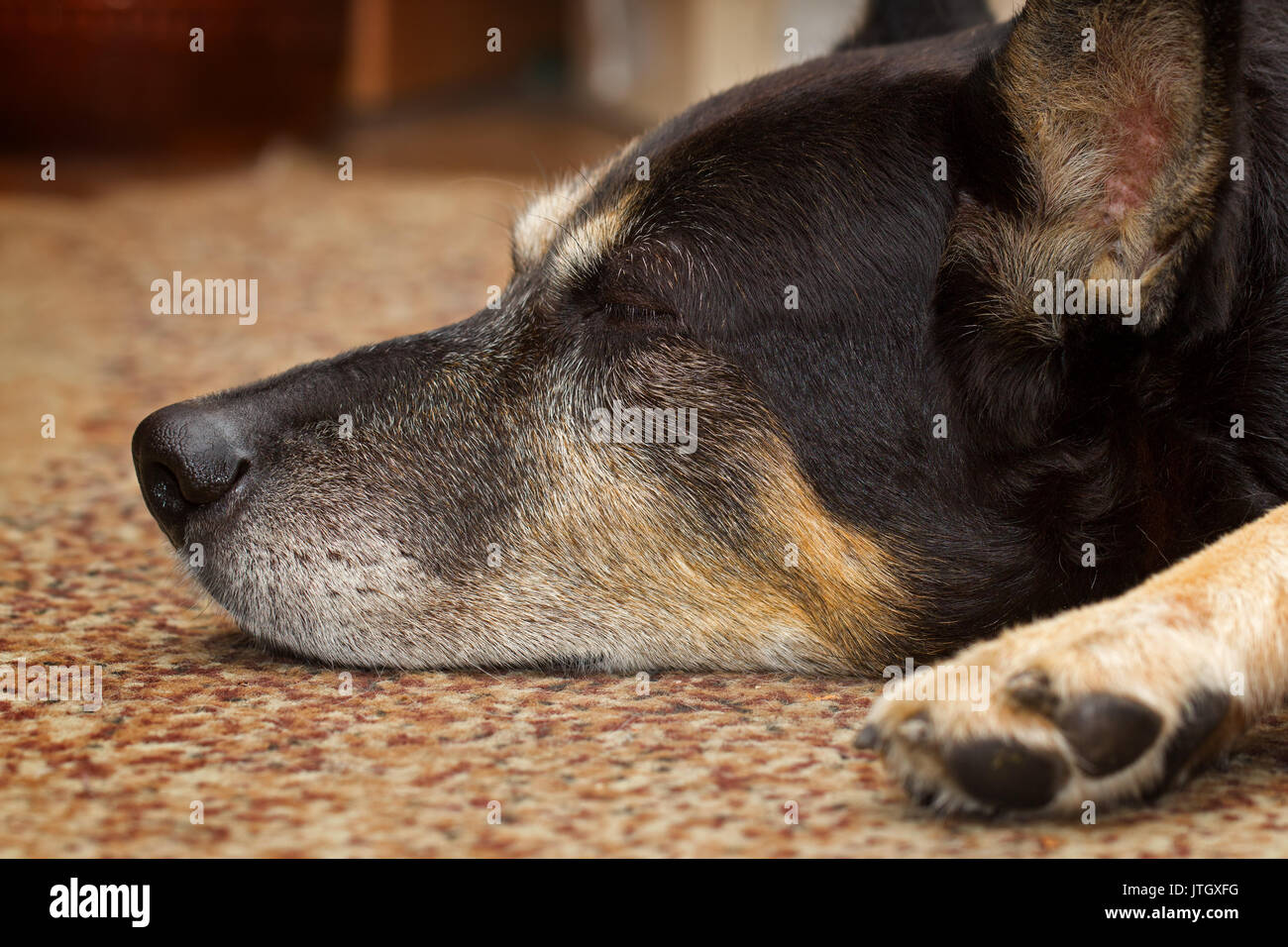Do Dogs Eyes Get Red When Tired