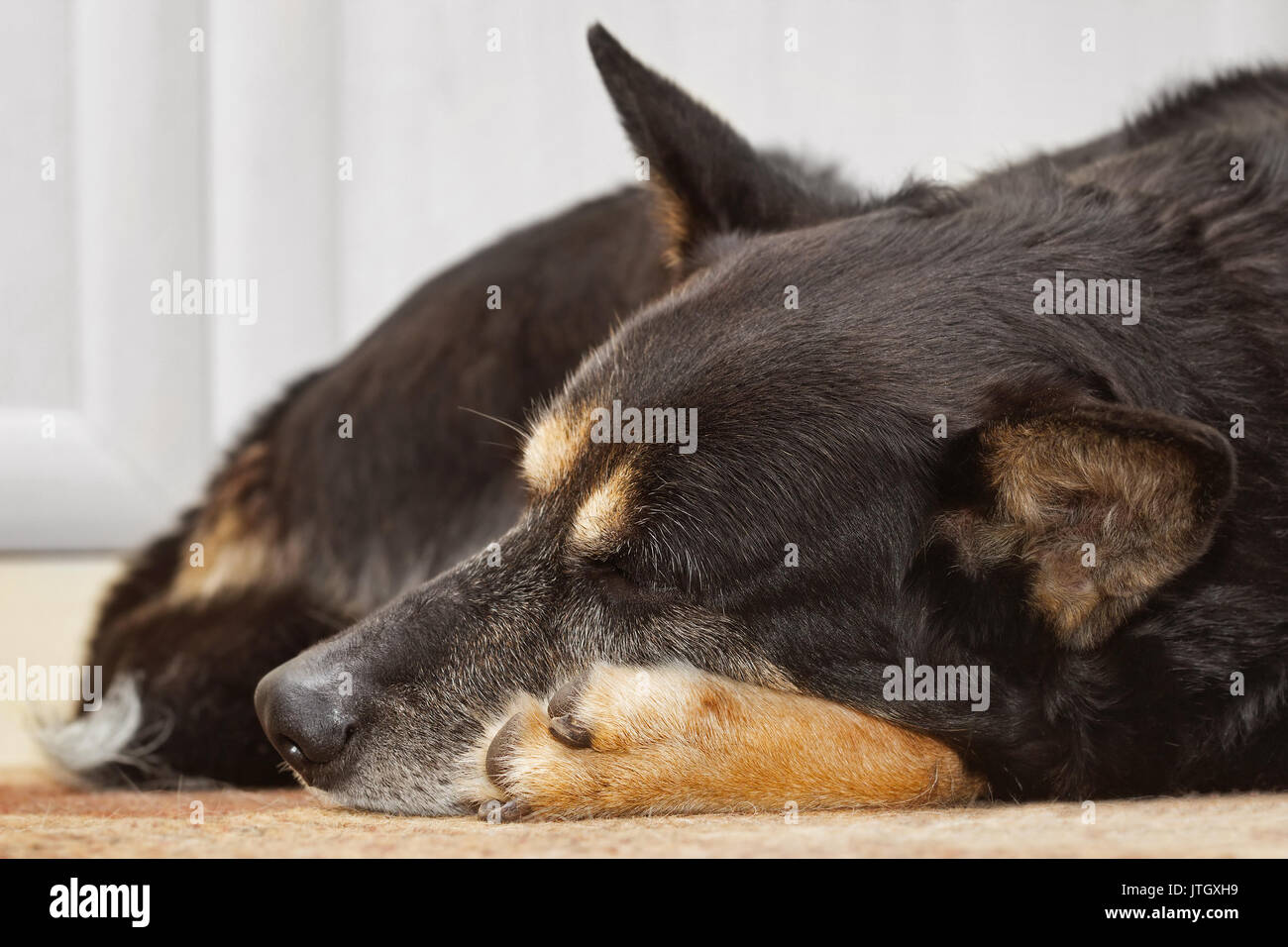 Tired shepherd dog sleeping on the carpet indoors. The dog is tired and ...