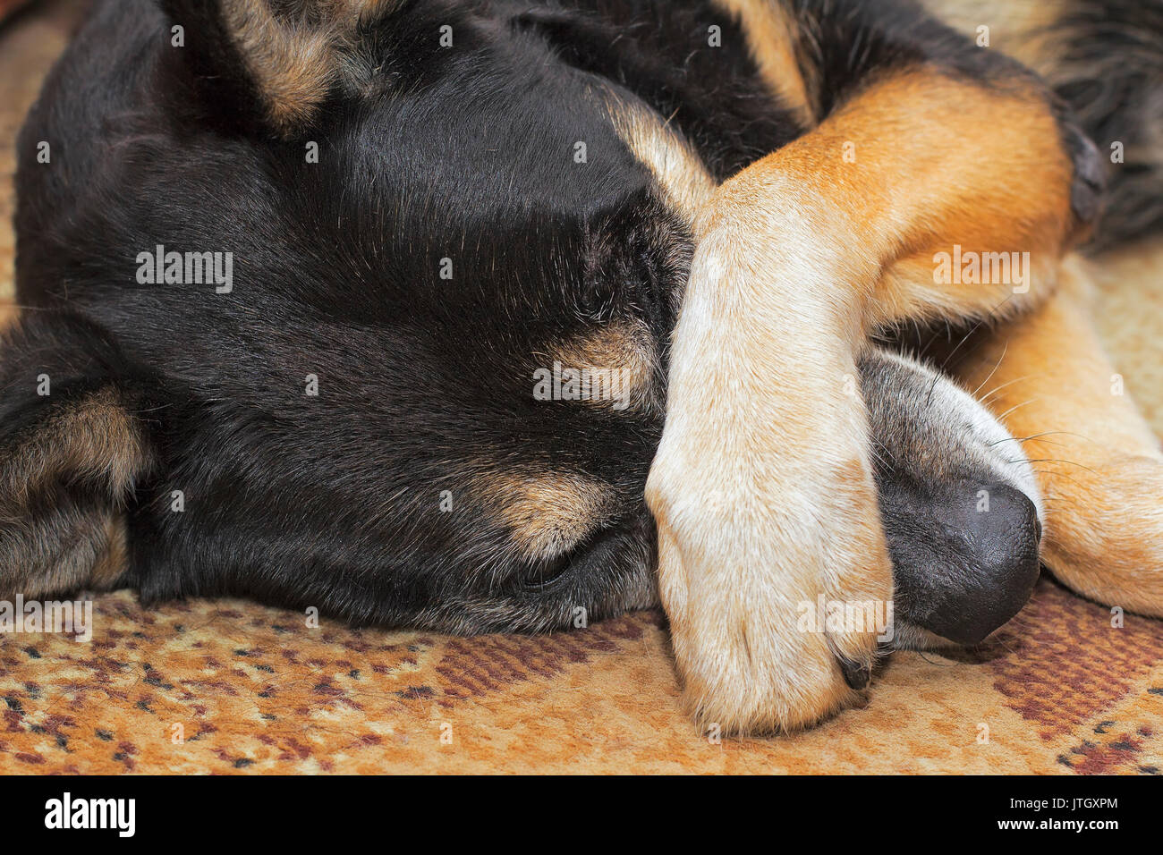 Sheep dog covering her nose with her paw Stock Photo - Alamy