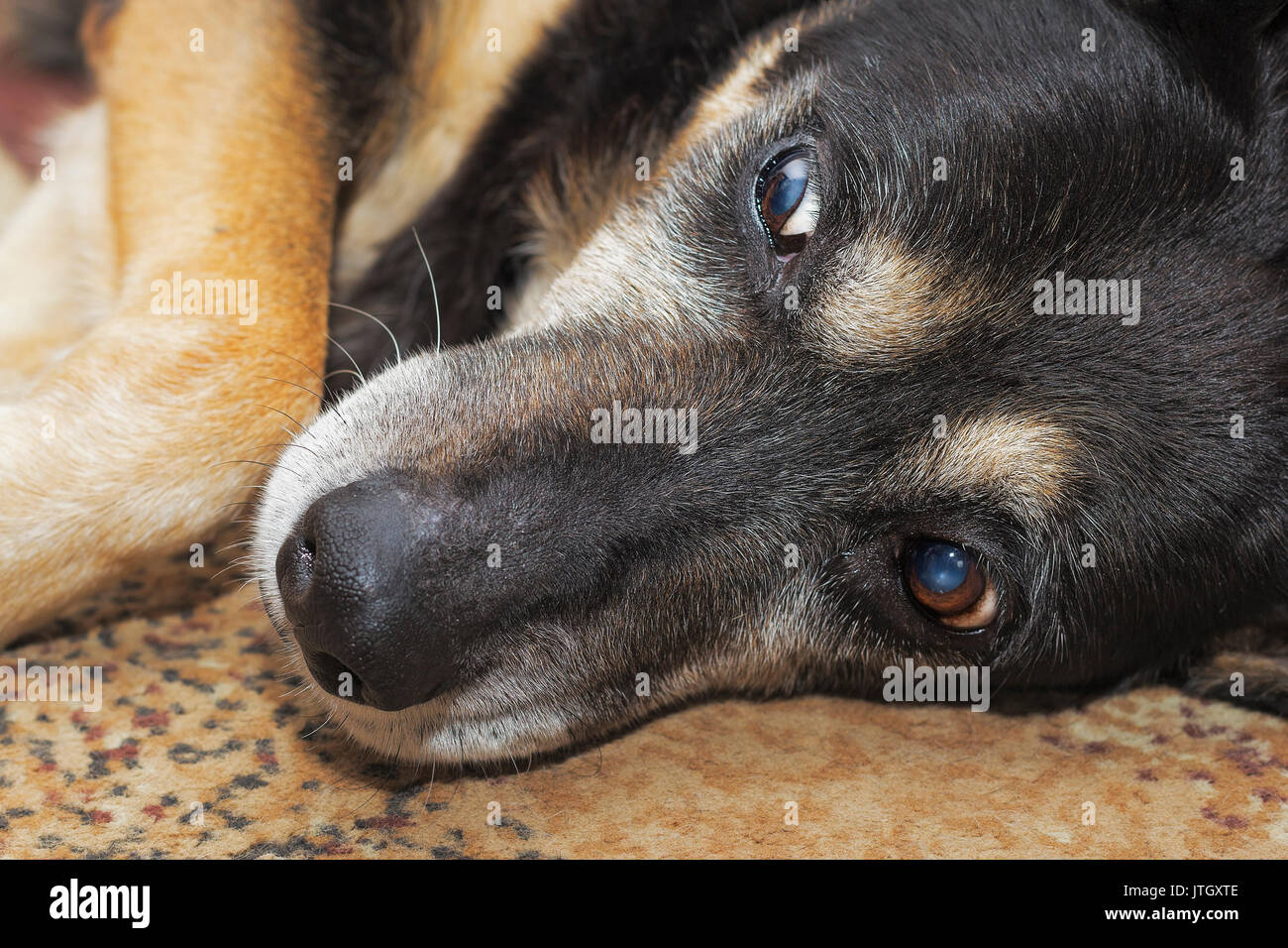 Scary looking dog hi-res stock photography and images - Alamy