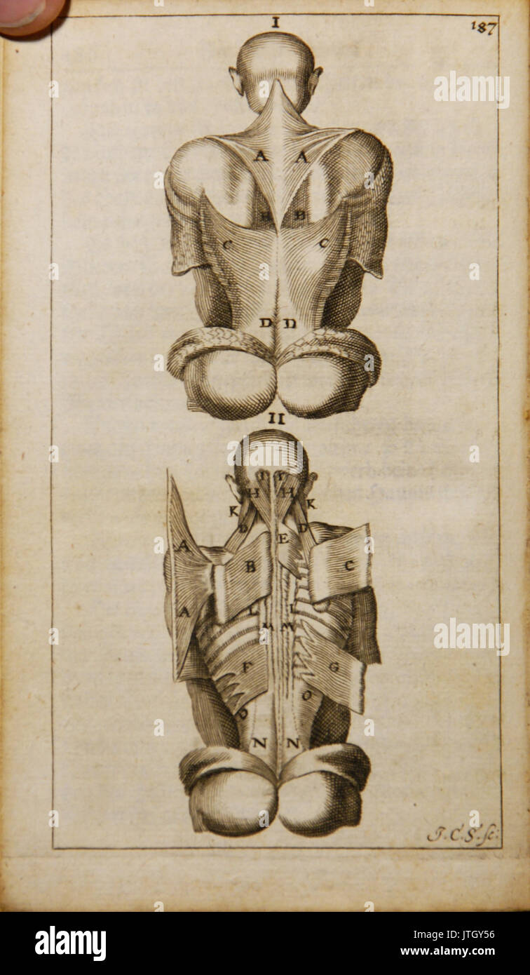 Wesling Kuenstliche Zerlegung 238 Stock Photo - Alamy
