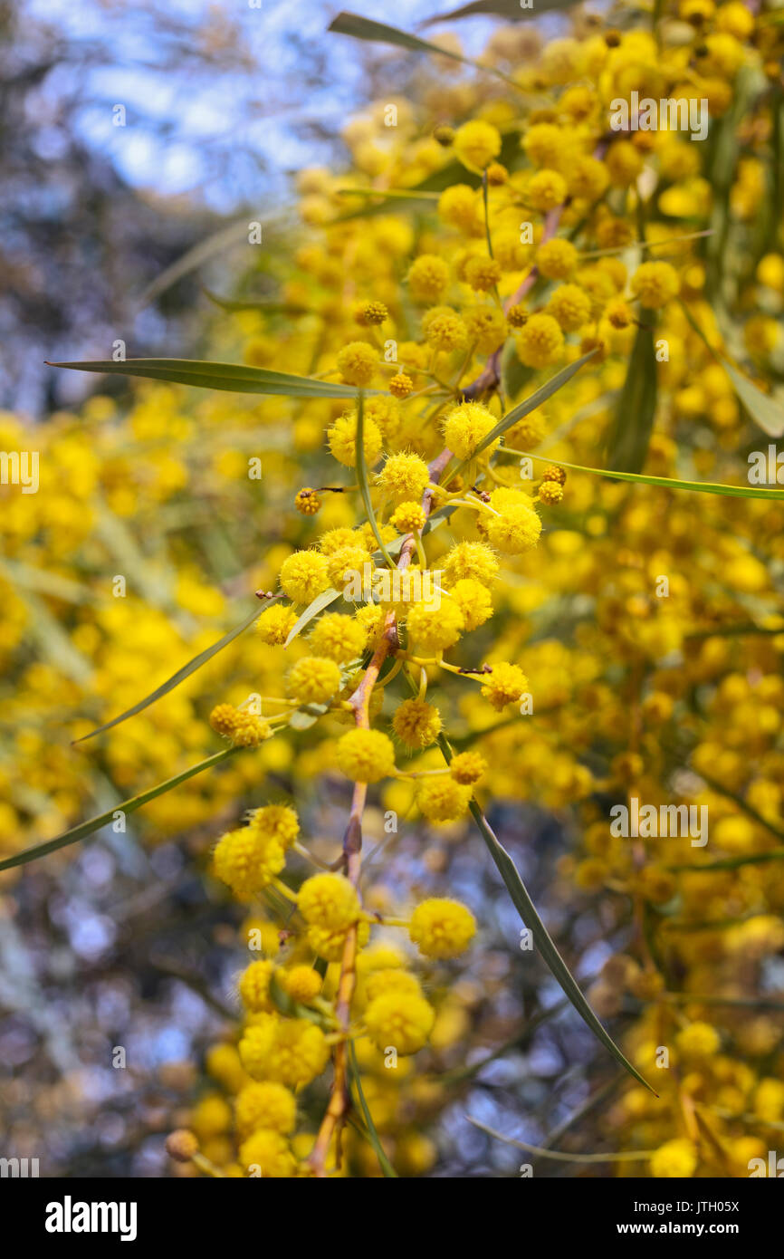 Blue wattle hi-res stock photography and images - Alamy