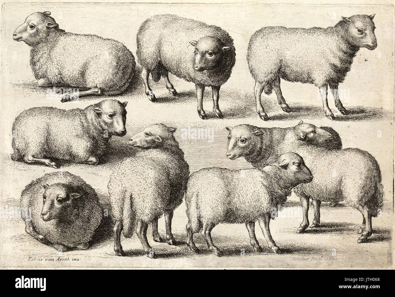 Nine sheep hi-res stock photography and images - Alamy