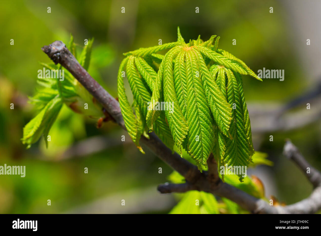 Branch and young leaves of a chestnut tree hi-res stock photography and ...