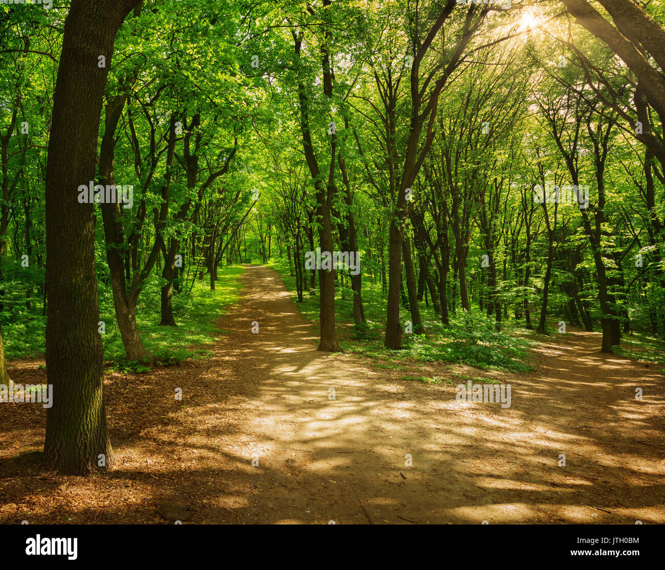 Crossroads in Holosiivskyi National Nature Park in Kiev, Ukraine Stock ...