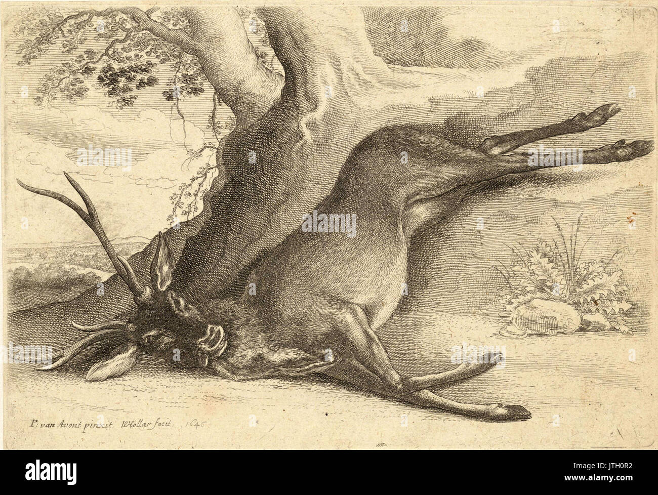 Wenceslas Hollar A dead stag Stock Photo - Alamy