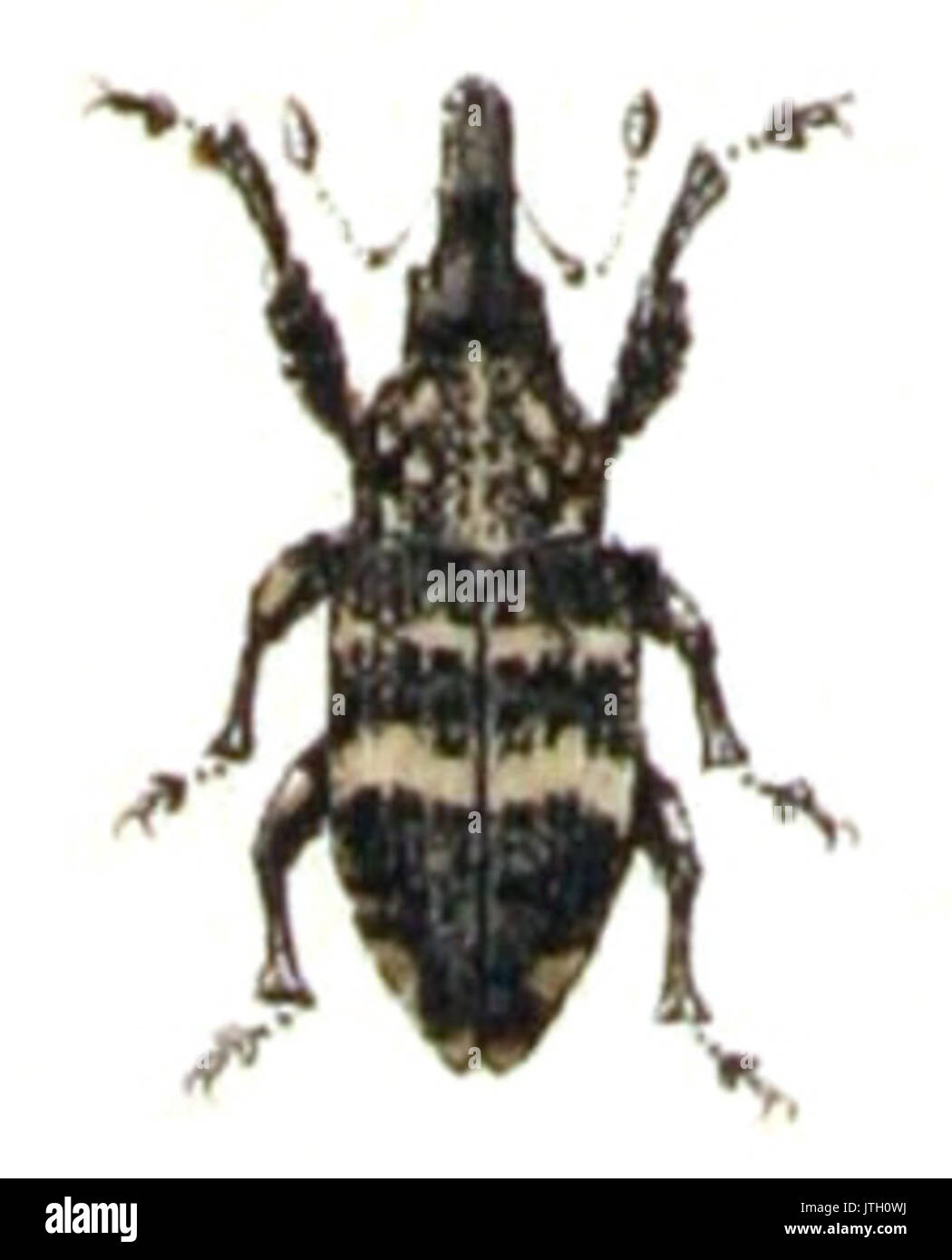 Pissodes species Cut Out Stock Images & Pictures - Alamy