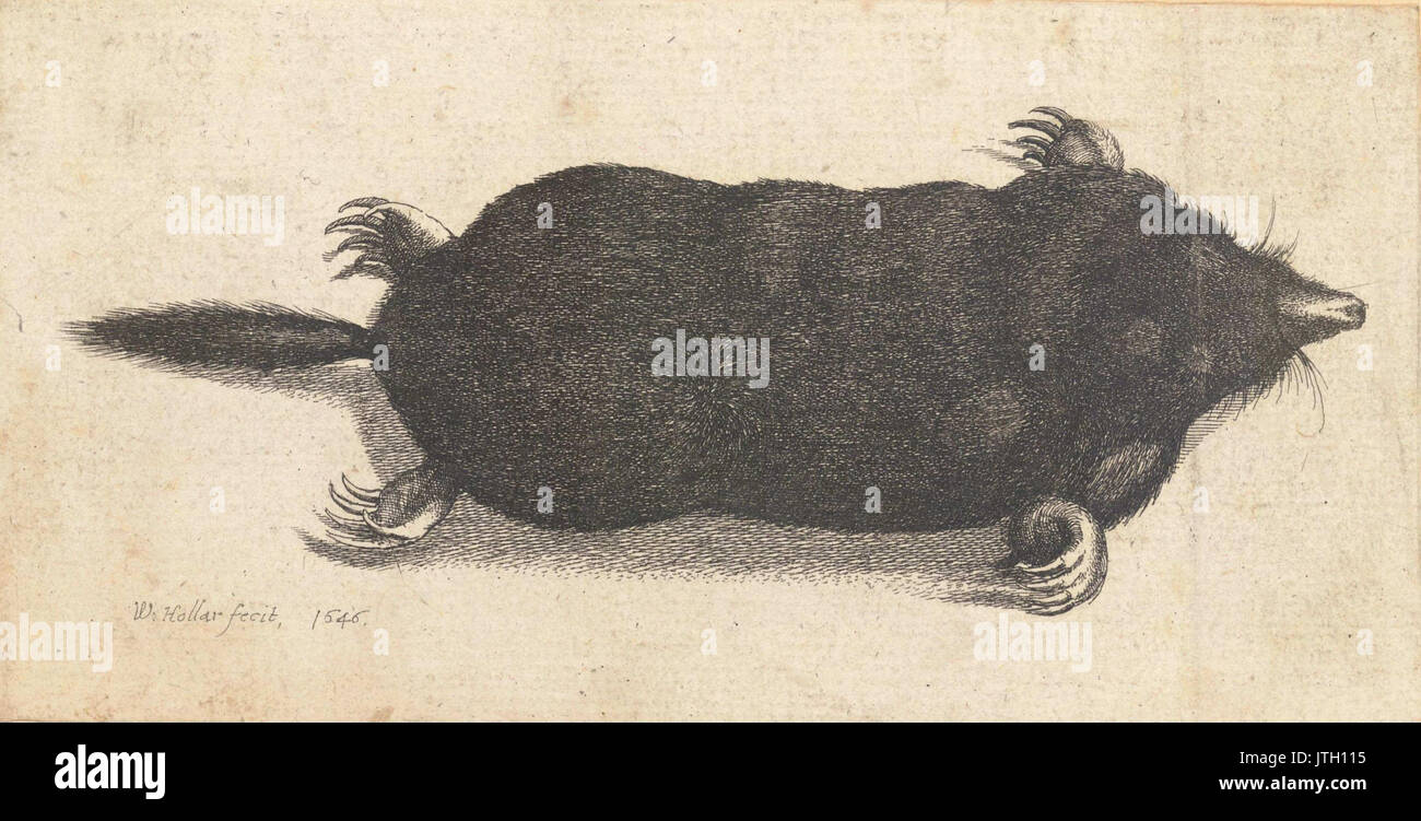 Dead mole hi-res stock photography and images - Alamy