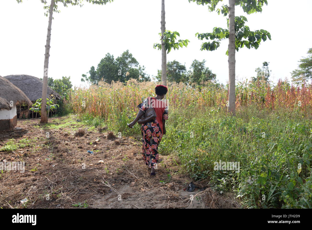 Chia farmer Elizabeth Natocha on her farm in Namayingo, Uganda, 30 june ...