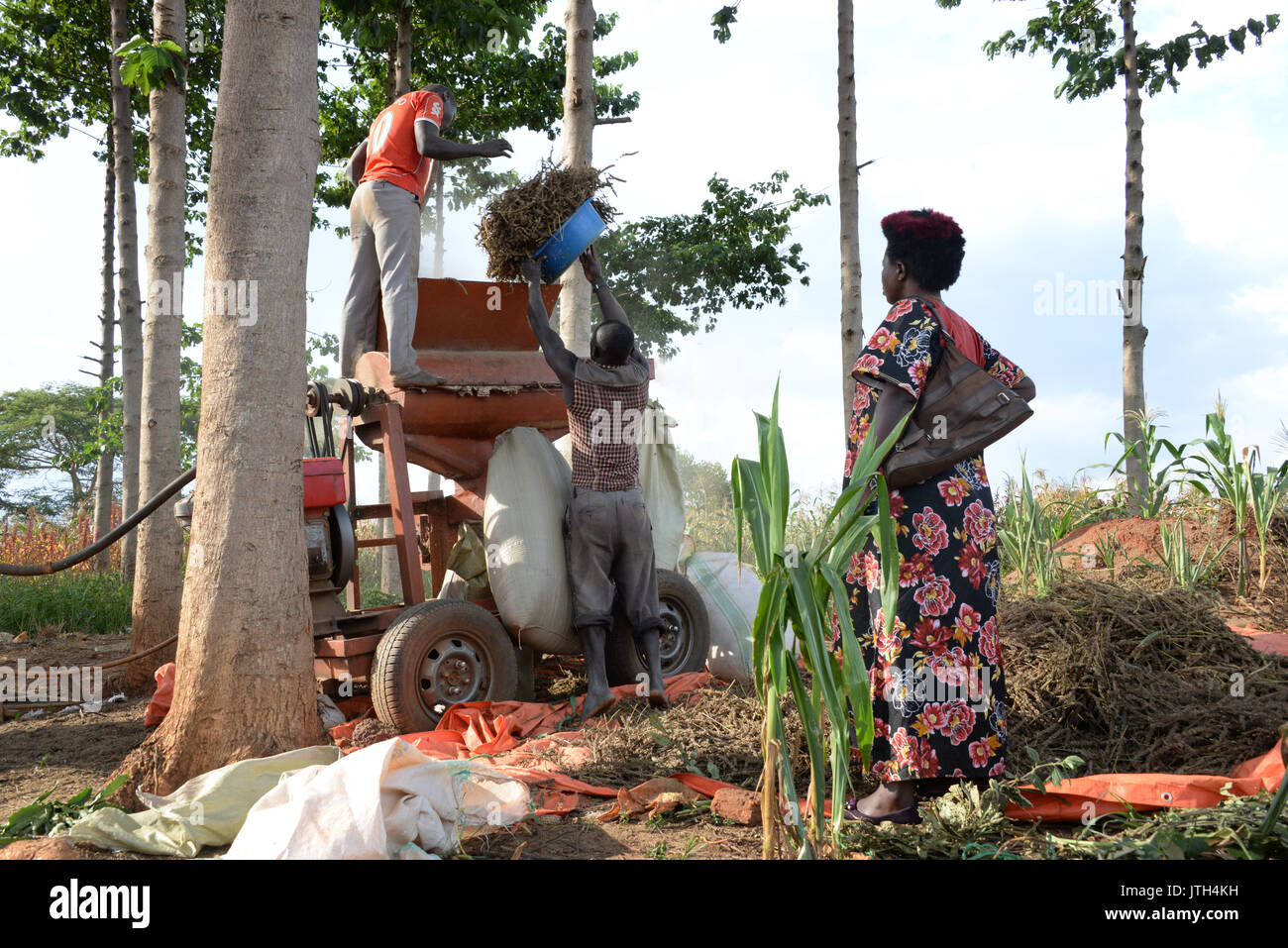 Chia farmer Elizabeth Natocha on her farm in Namayingo, Uganda, 30 june ...