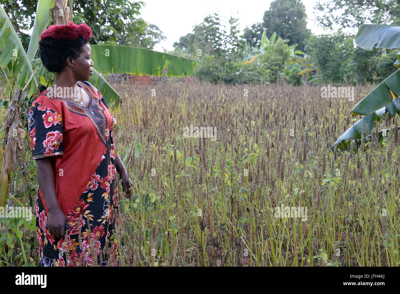 Chia farmer Elizabeth Natocha on her farm in Namayingo, Uganda, 30 june ...