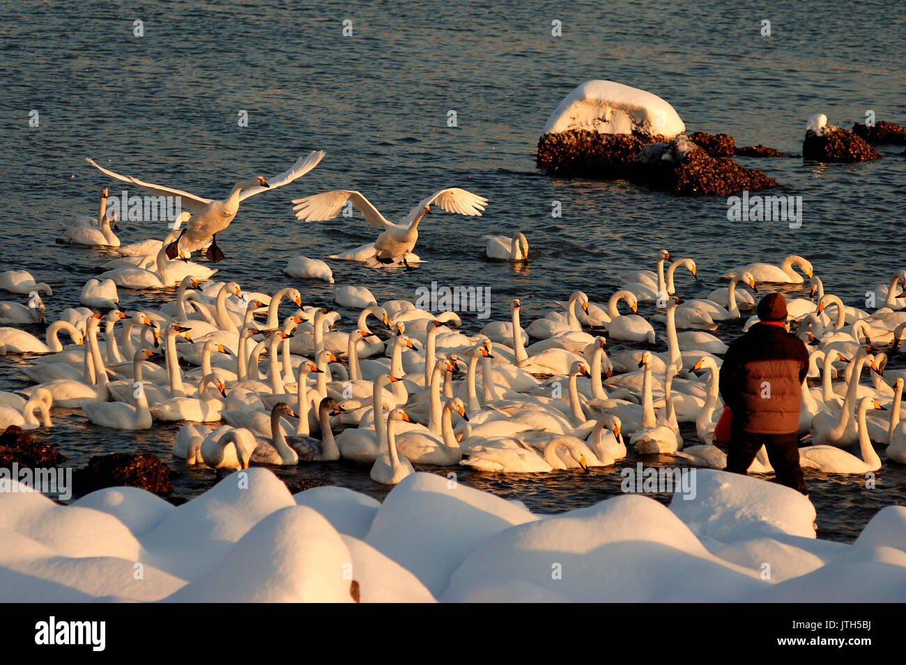 Rongchen, Rongchen, China. 9th Aug, 2017. Scenery of Swan Lake in ...