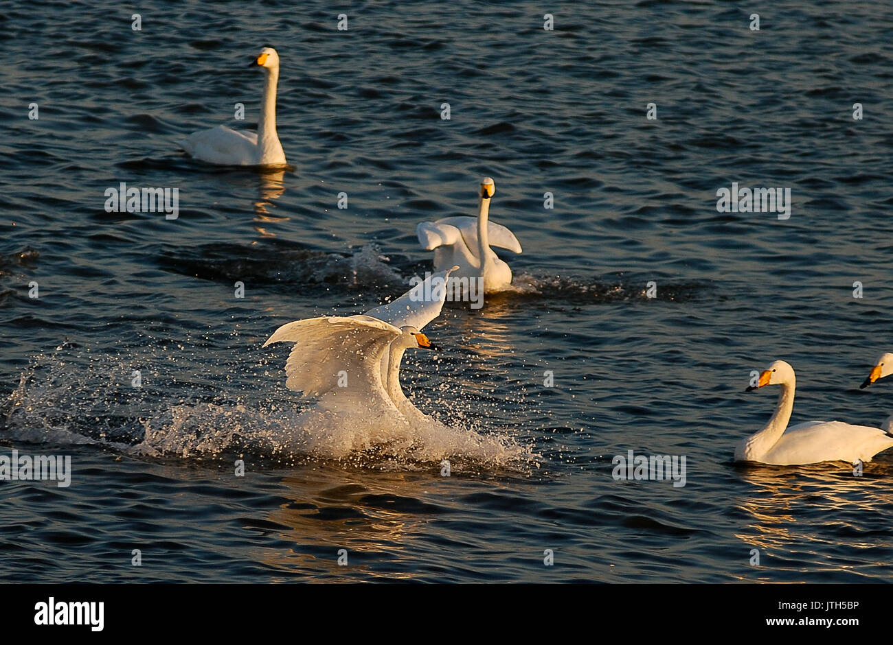 Rongchen, Rongchen, China. 9th Aug, 2017. Scenery of Swan Lake in ...
