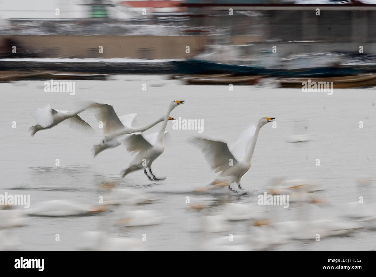 Rongchen, Rongchen, China. 9th Aug, 2017. Scenery of Swan Lake in ...