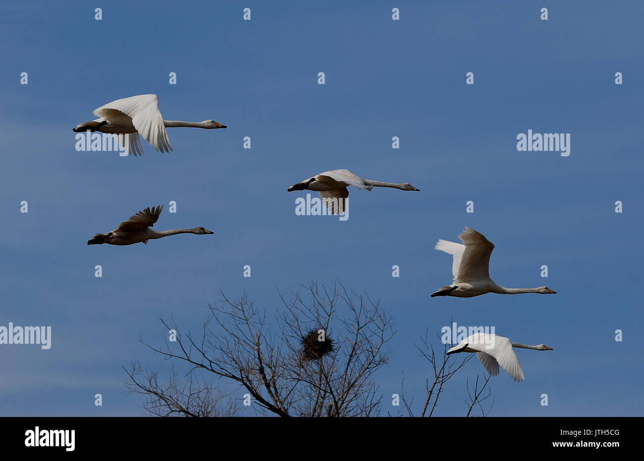 Rongchen, Rongchen, China. 9th Aug, 2017. Scenery of Swan Lake in ...