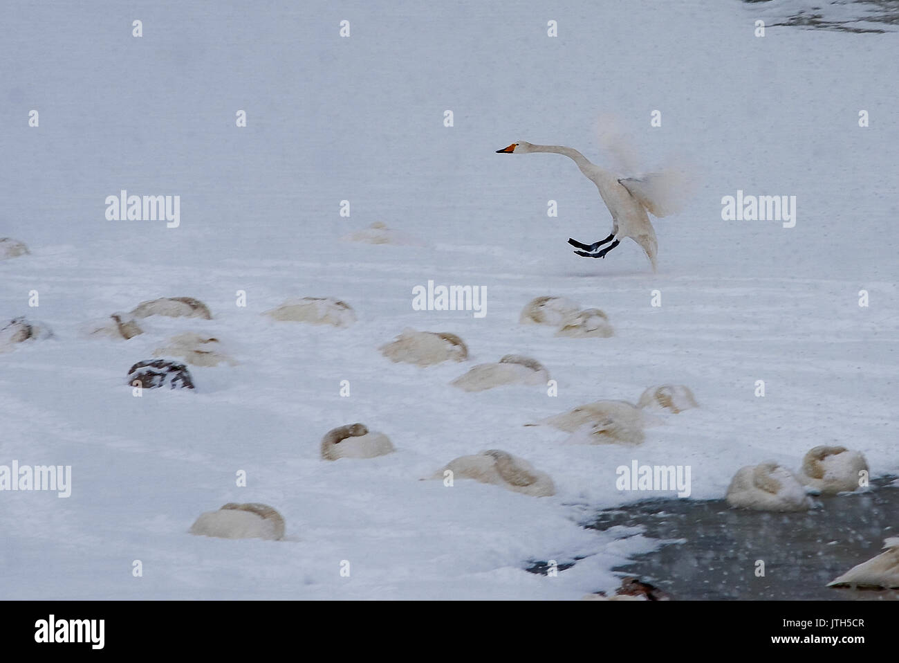 Rongchen, Rongchen, China. 9th Aug, 2017. Scenery of Swan Lake in ...