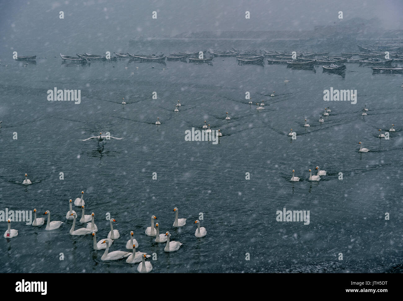 Rongchen, Rongchen, China. 9th Aug, 2017. Scenery of Swan Lake in ...