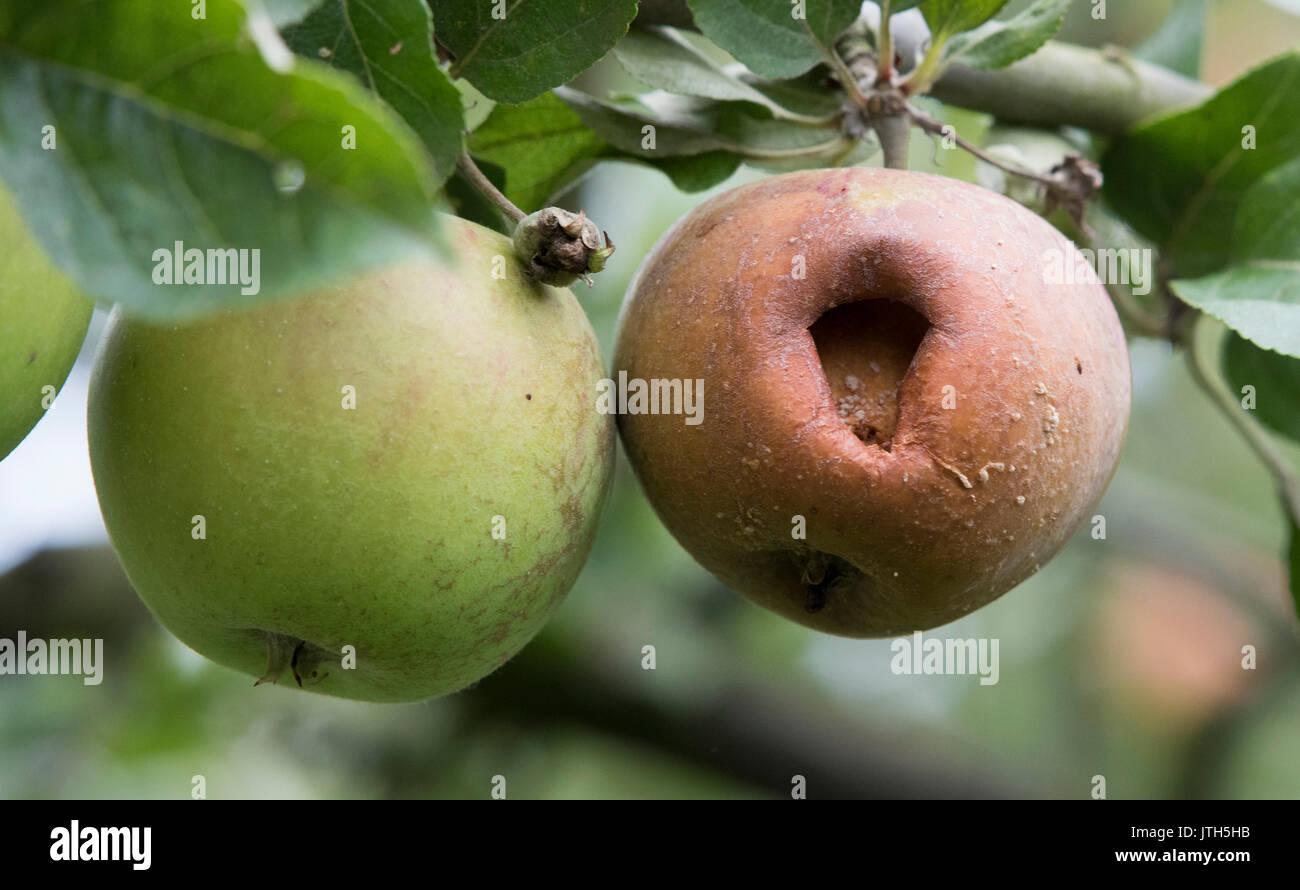 Apples almost ready for picking, including one damaged by hail, hang ...