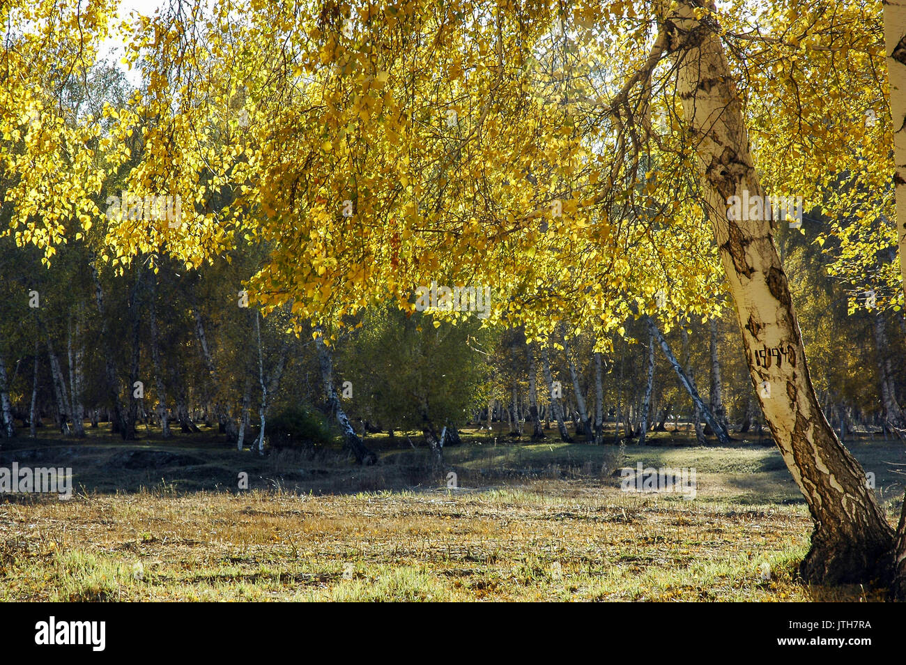 August 9, 2017 - Aletai, Aletai, China - Aletai, CHINA- (EDITORIAL USE ...