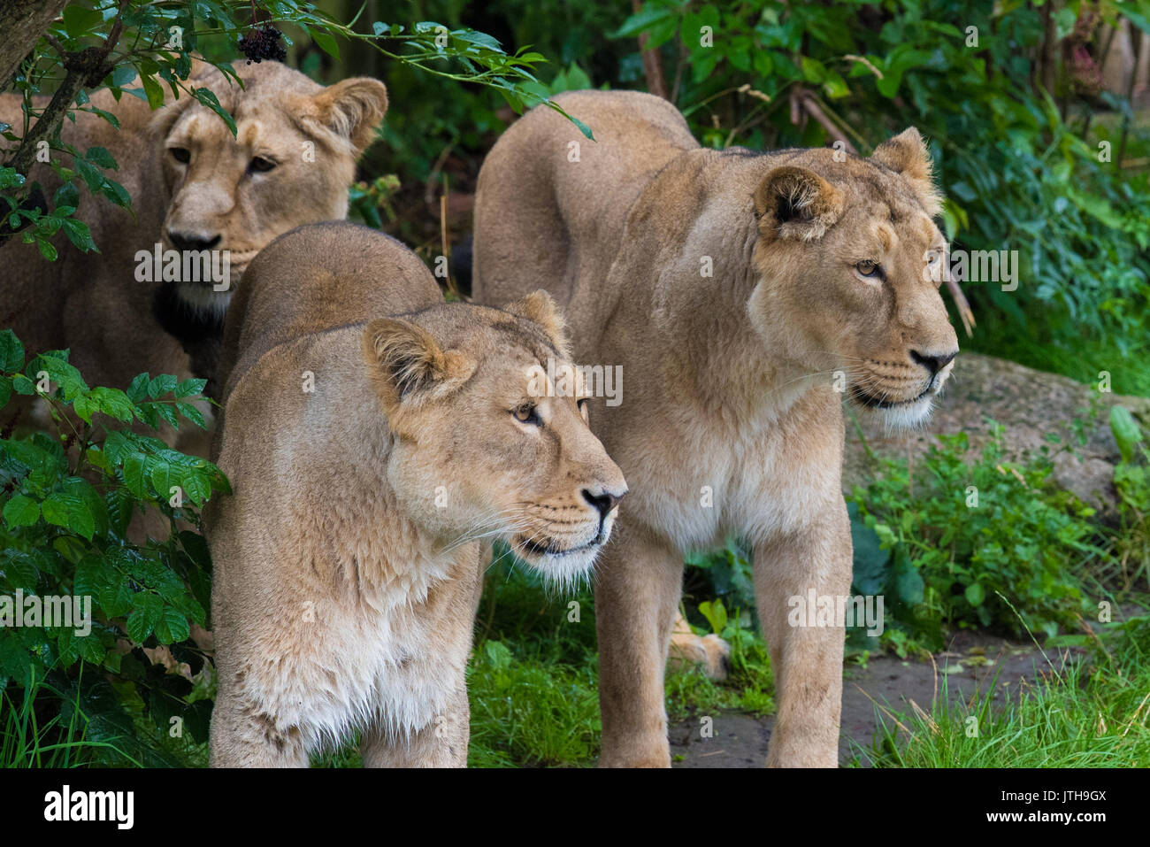 London zoo lions hi-res stock photography and images - Alamy
