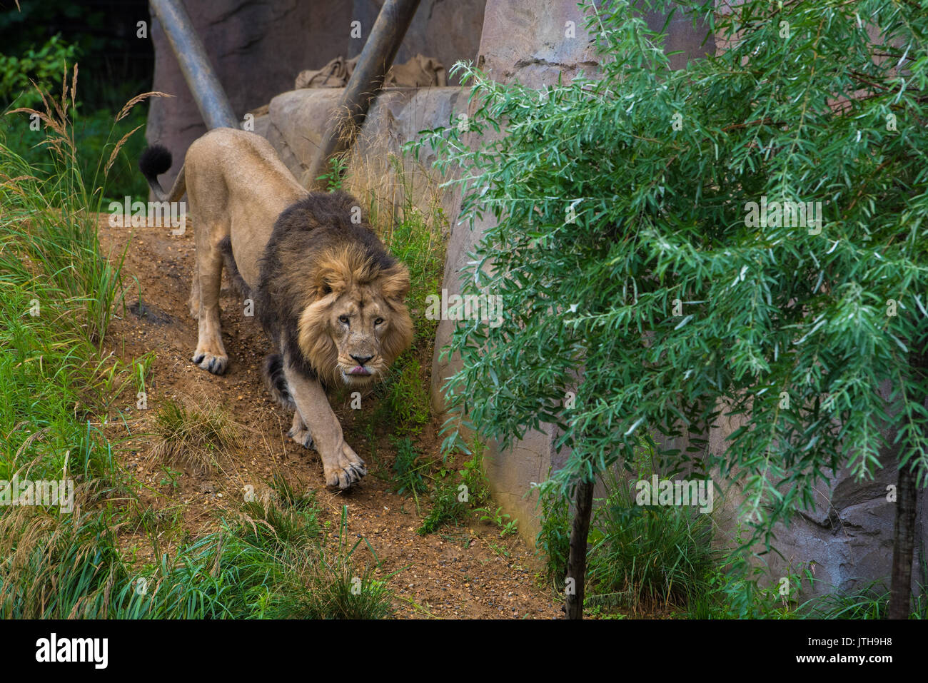 London, United Kingdom. 09th August 2017. ***EMBARGOED***10th August ...