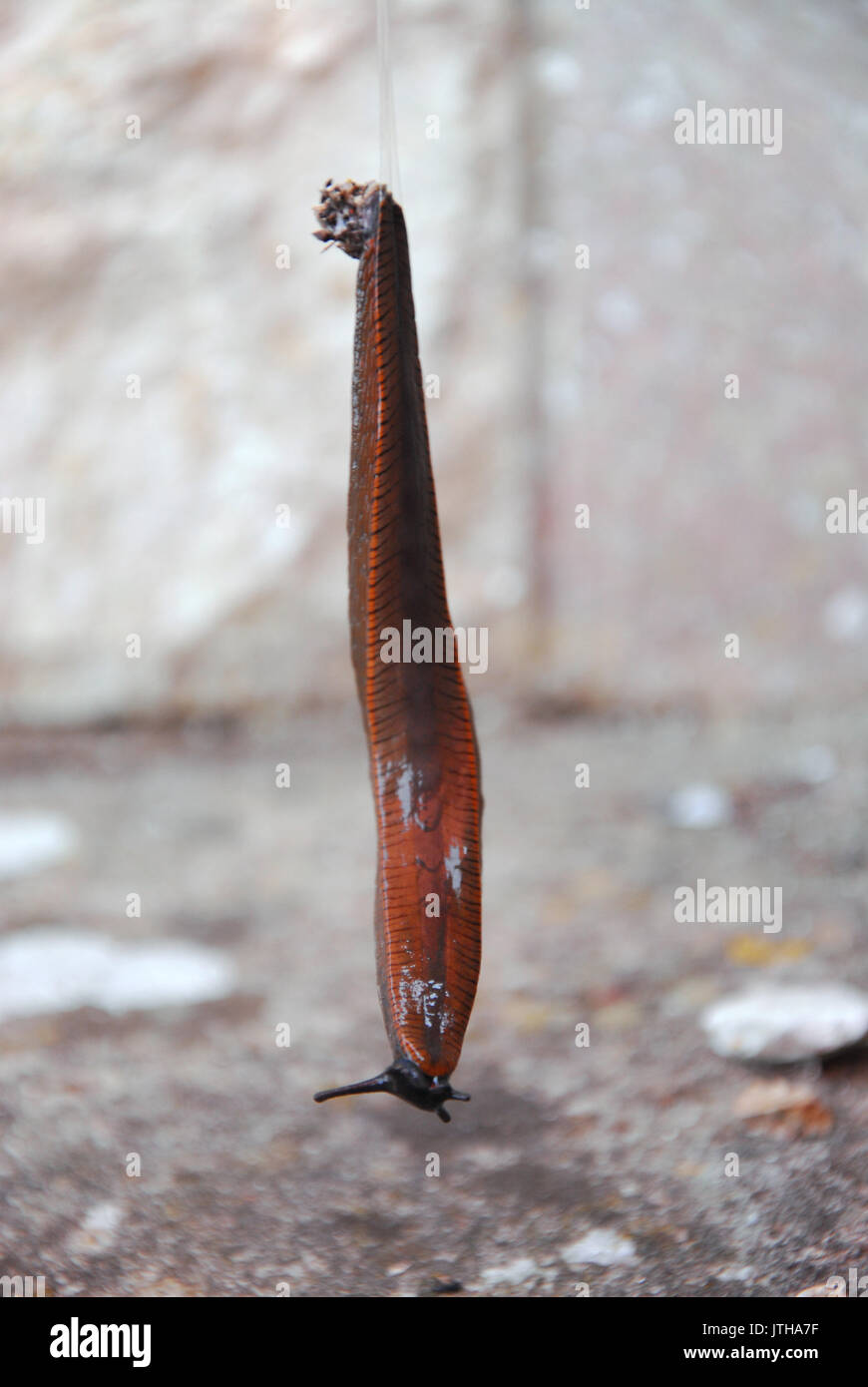 Giant slime monster hi-res stock photography and images - Alamy