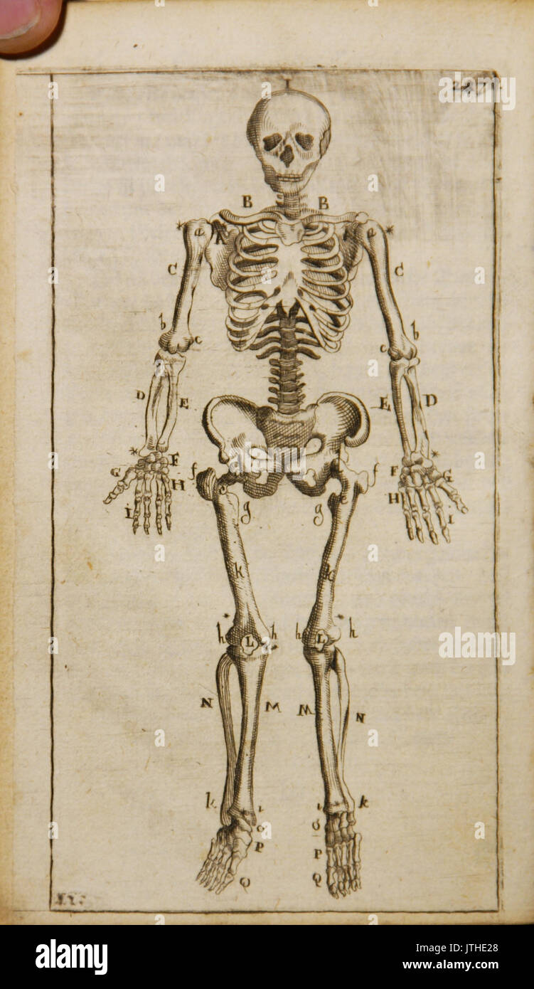 Wesling Kuenstliche Zerlegung 364 Stock Photo - Alamy