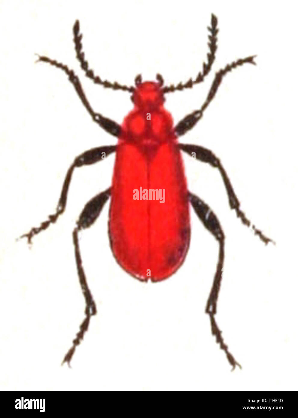 Pyrochroa species hi-res stock photography and images - Alamy
