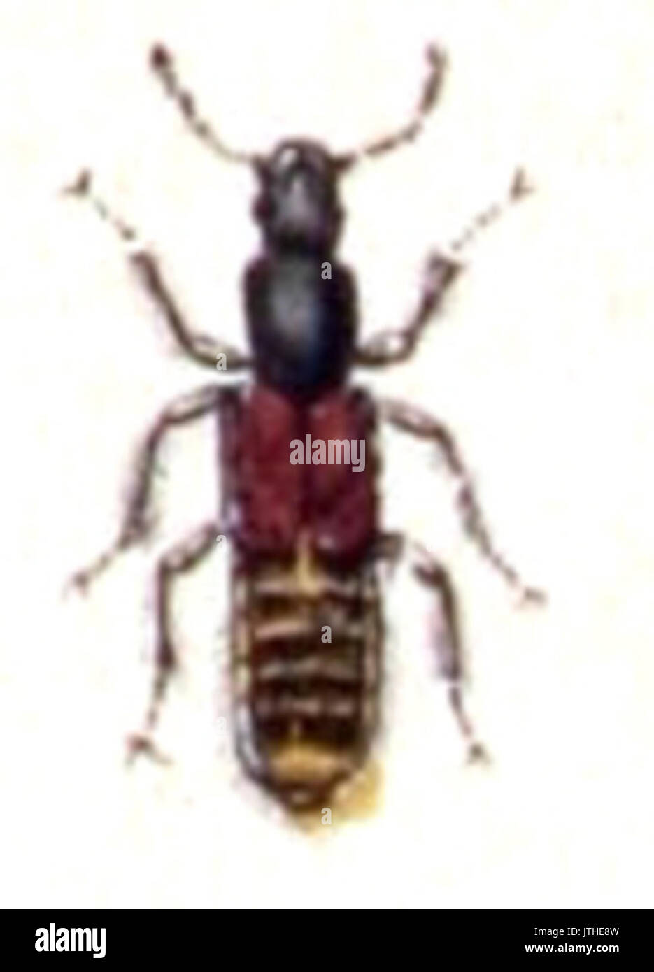 Othius punctulatus hi-res stock photography and images - Alamy