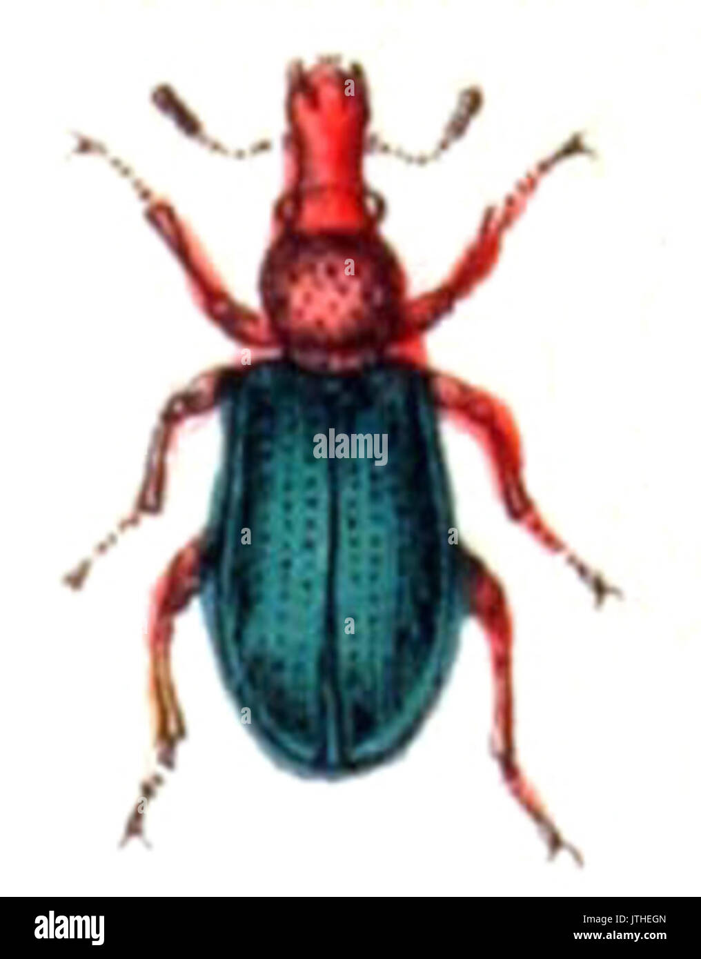 Calwer identification hi-res stock photography and images - Alamy