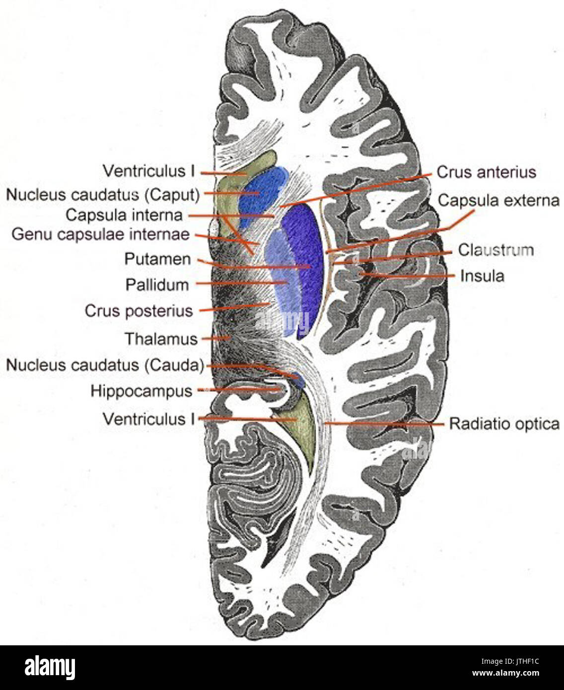 Telencephalon hi-res stock photography and images - Alamy
