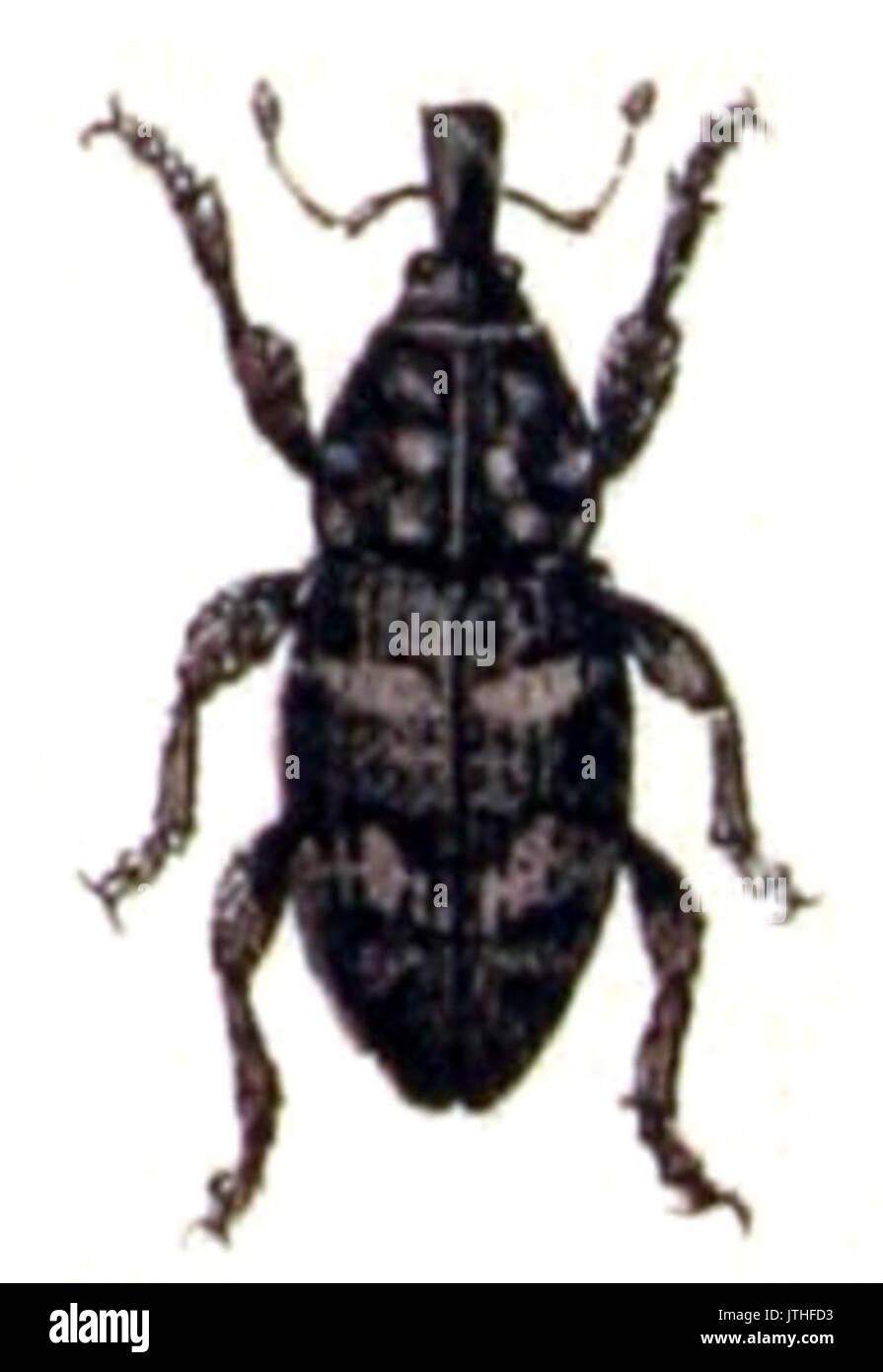 Pissodes species Cut Out Stock Images & Pictures - Alamy