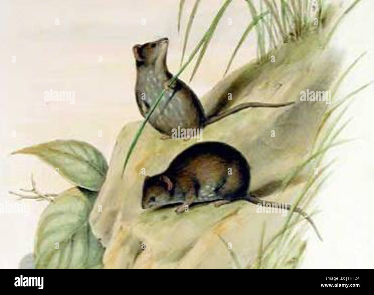 Planigale maculata Gould Stock Photo - Alamy