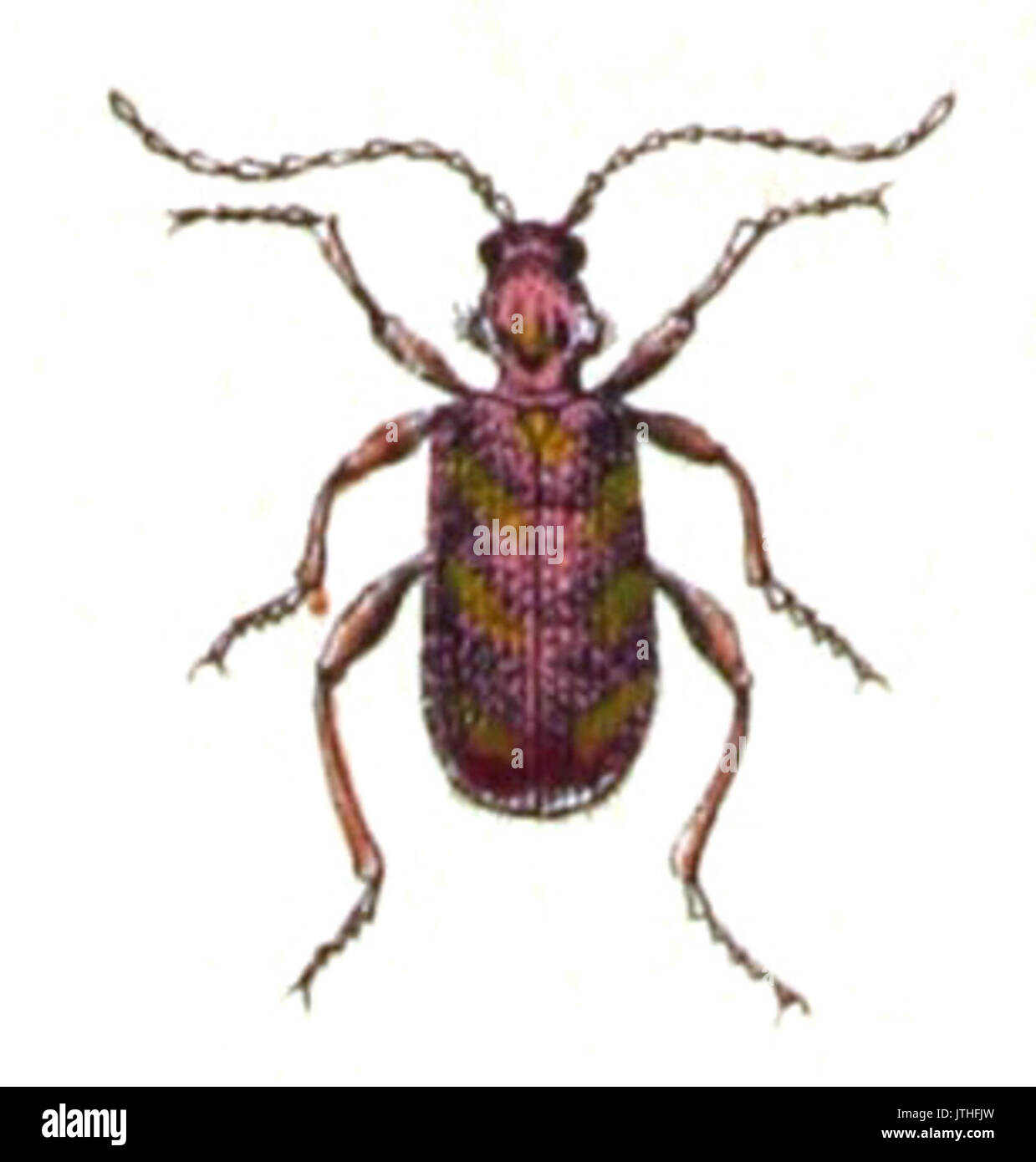 Ptinus fur hi-res stock photography and images - Alamy