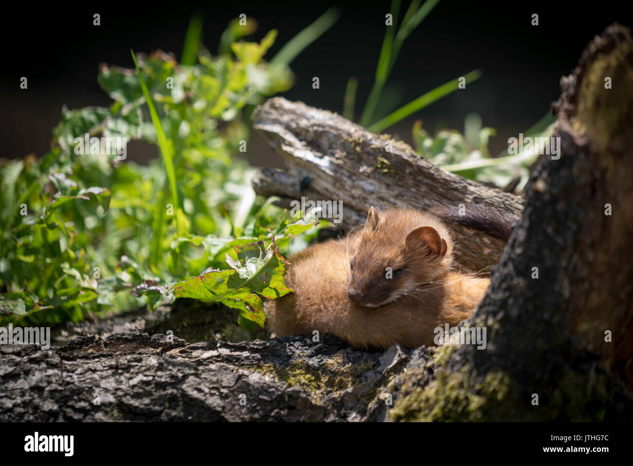 Least weasel hi-res stock photography and images - Alamy