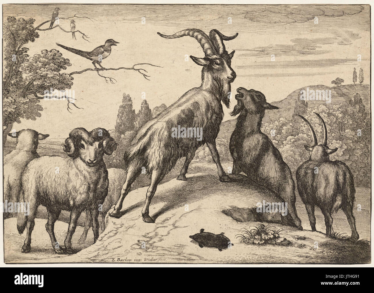 Wenceslas Hollar Goats, sheep, and mole Stock Photo - Alamy