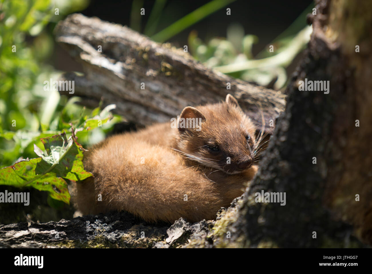 Least weasel hi-res stock photography and images - Alamy