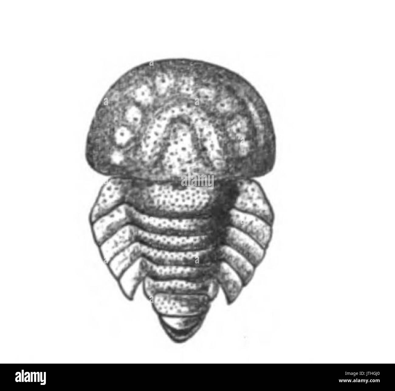 Phylogenetic tree of evolution hi-res stock photography and images - Alamy
