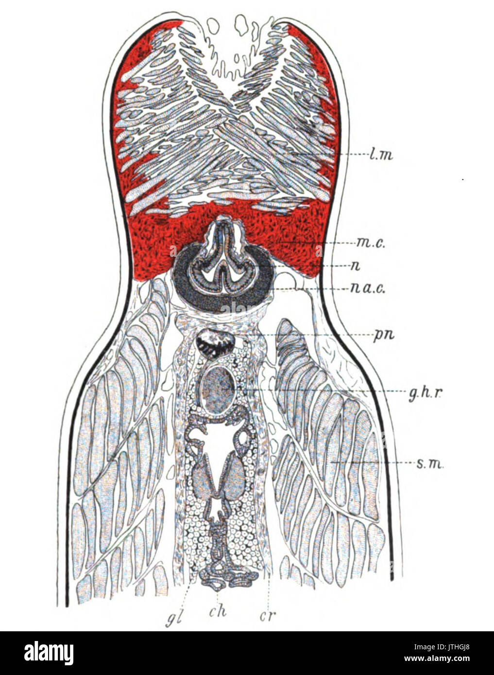 Origin life Cut Out Stock Images & Pictures - Alamy