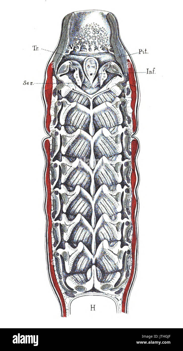 Evolutionary history of vertebrates hi-res stock photography and images ...