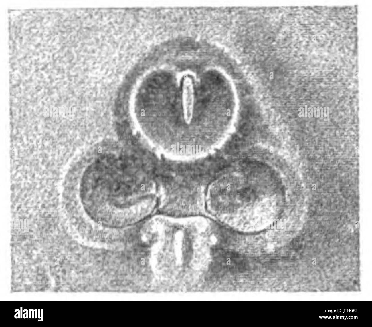 Early vertebrate Black and White Stock Photos & Images - Alamy