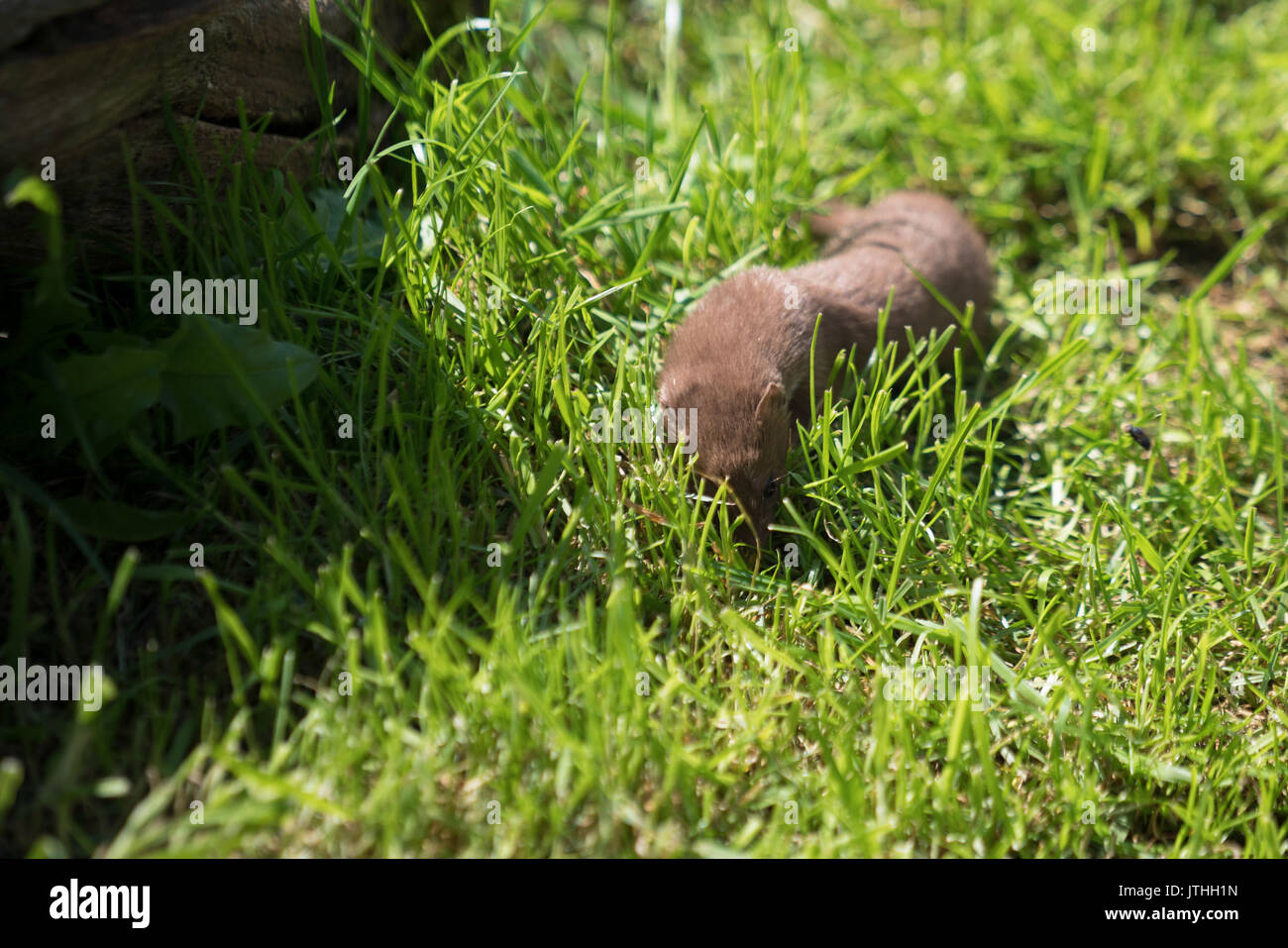 Least weasel hi-res stock photography and images - Alamy