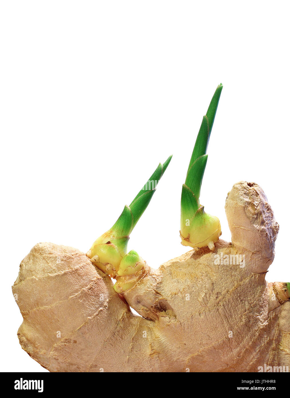 Green ginger root sprouts isolated on white Stock Photo - Alamy