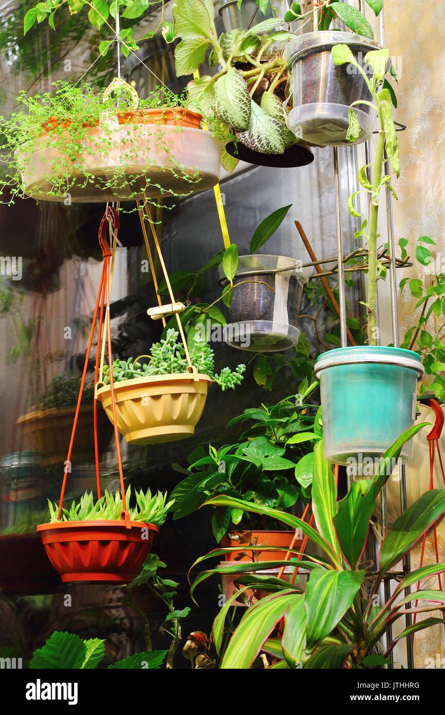 Different indoor potted decorative plants, interior Stock Photo - Alamy