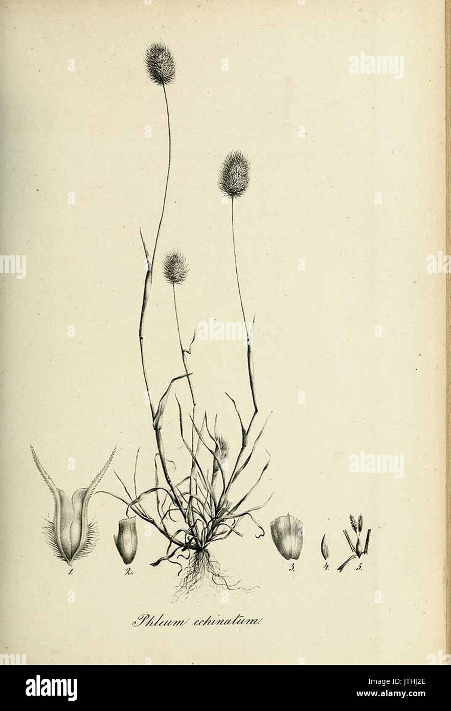 Pheum hi-res stock photography and images - Alamy