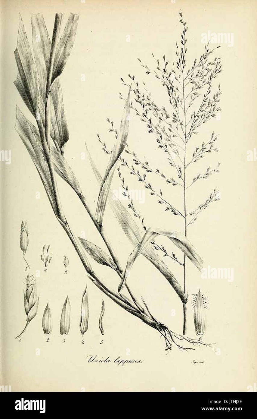 Uniola lappacea Species graminum Volume 3 Stock Photo - Alamy