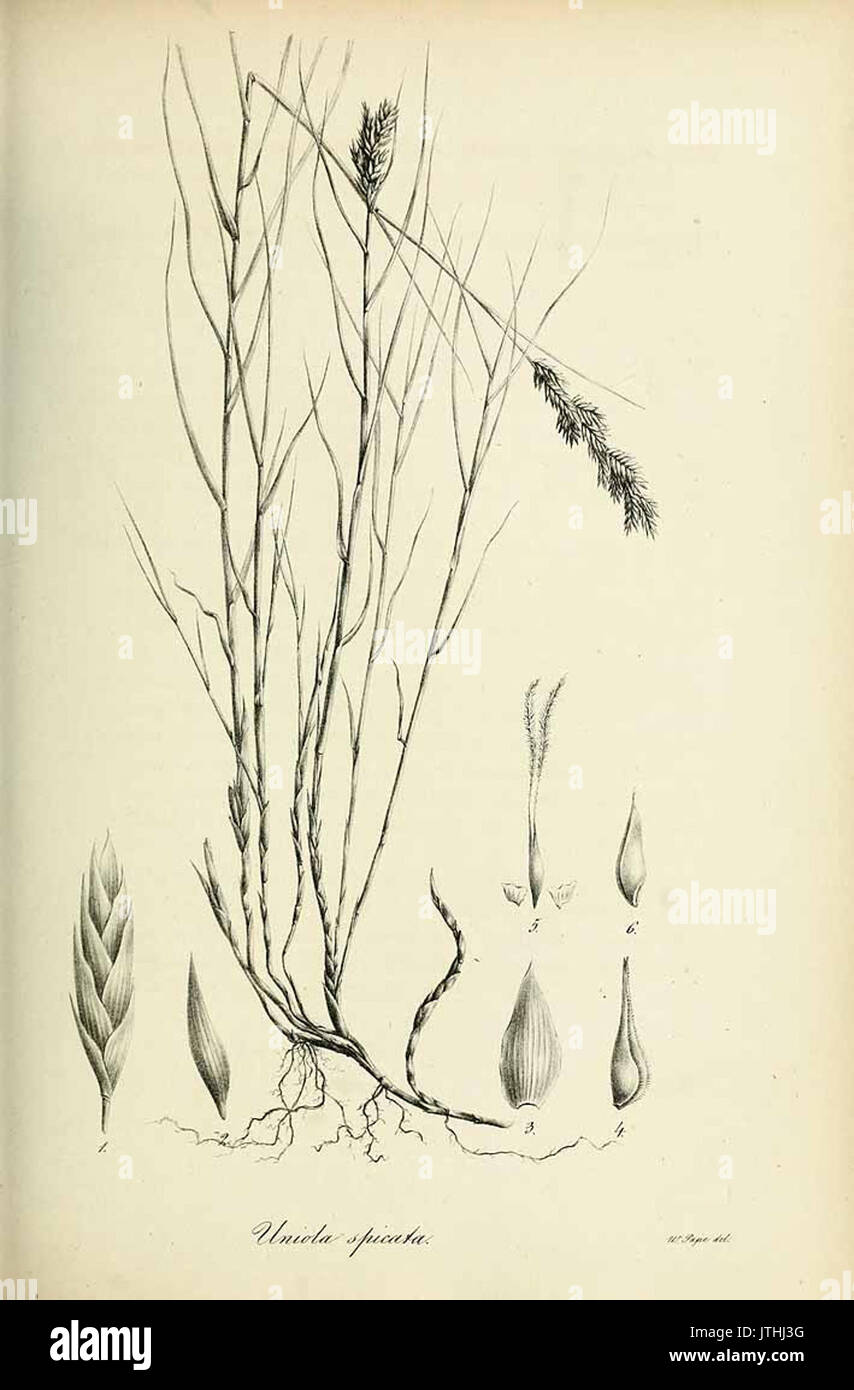 Species graminum hi-res stock photography and images - Alamy