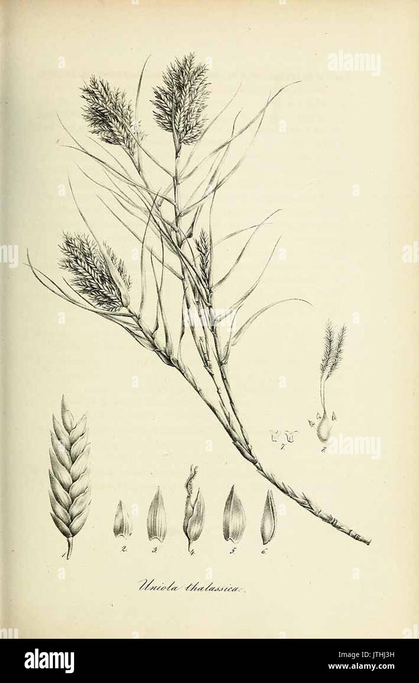 Uniola thalassica Species graminum Volume 3 Stock Photo - Alamy